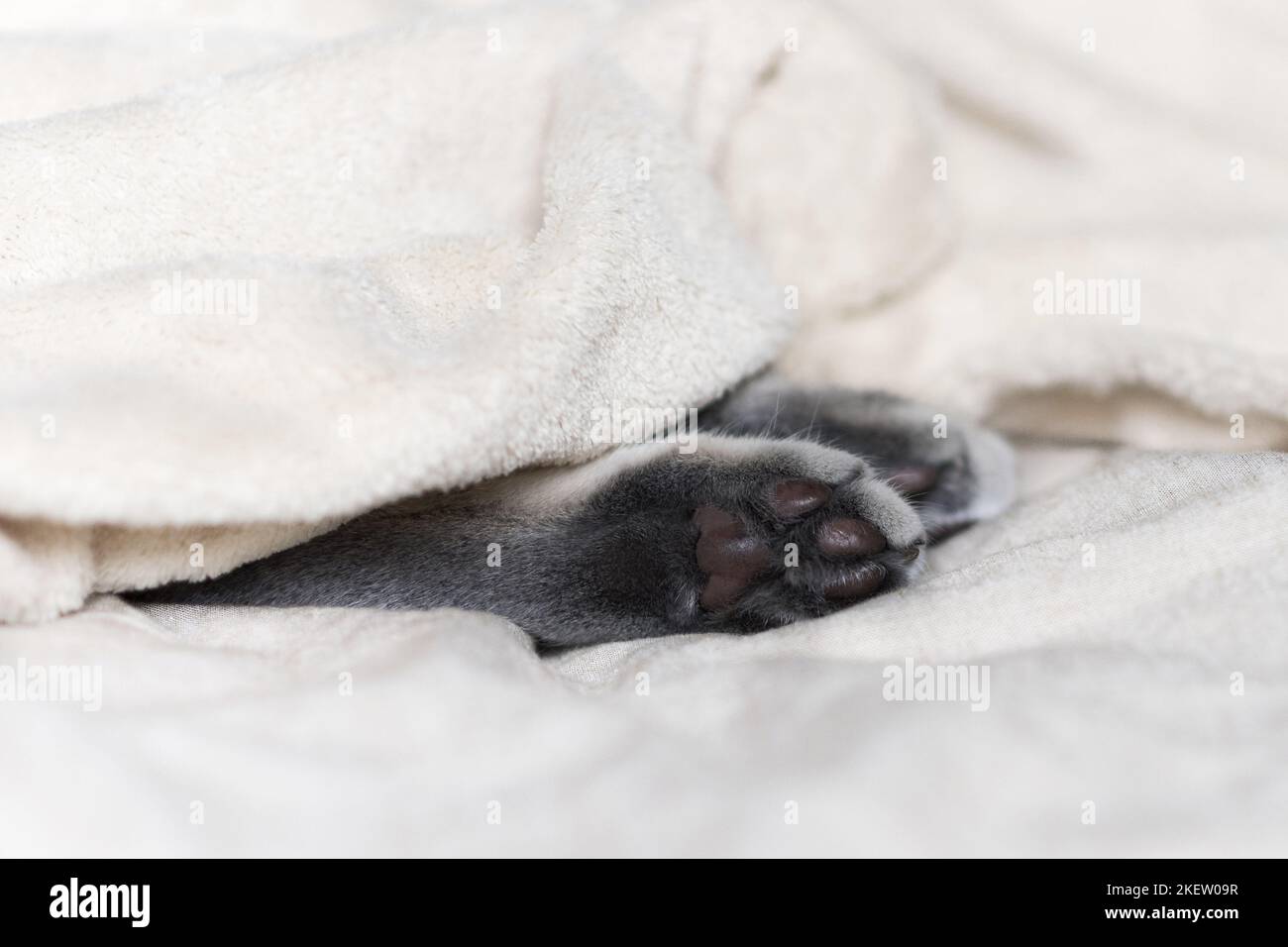 Scottish Fold paw Stock Photo - Alamy