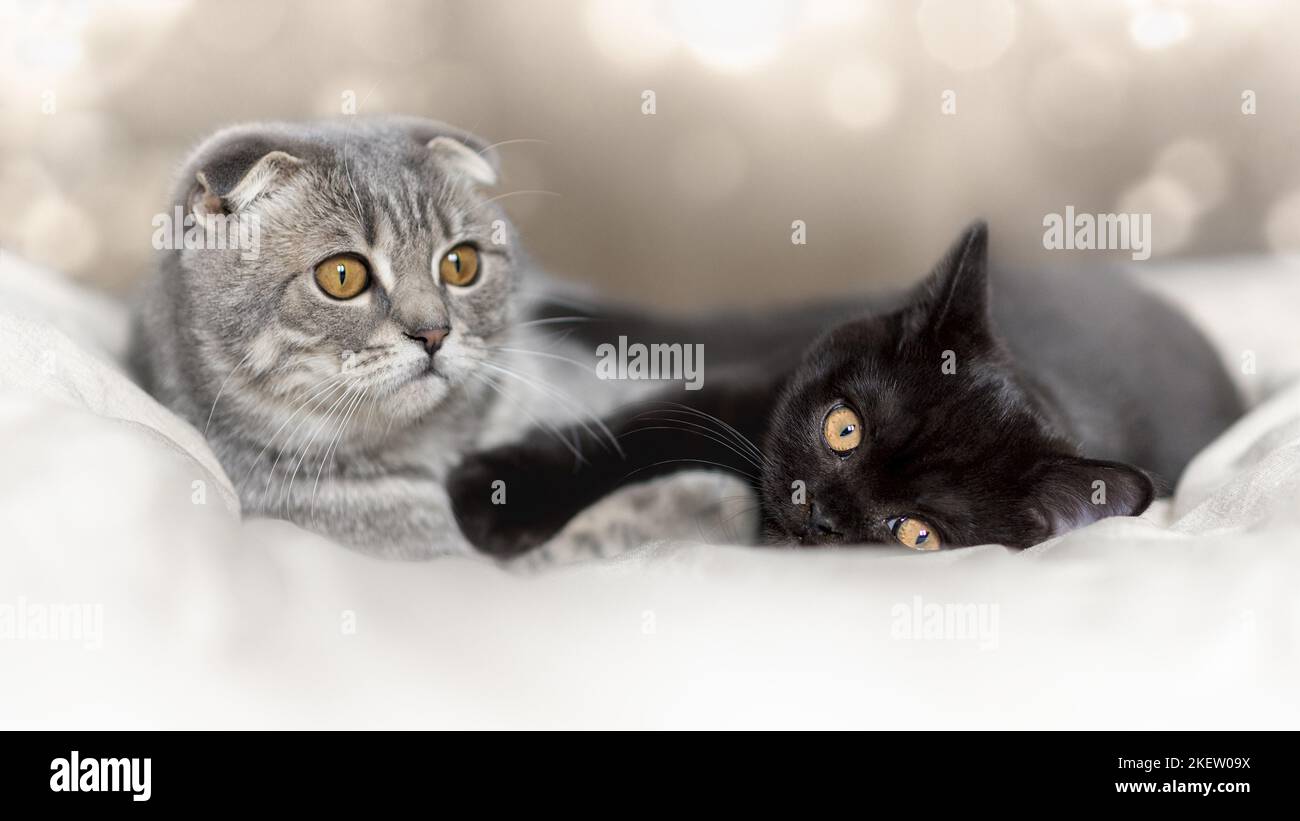 British Shorthait kitten mit Scottish Fold Stock Photo - Alamy