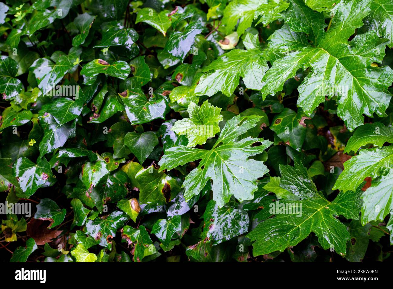 Coloured green leaves in a garden. Good for gardening, nature ...