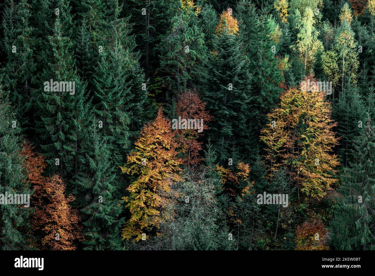 Coniferous forest in the mountains, natural background Stock Photo - Alamy