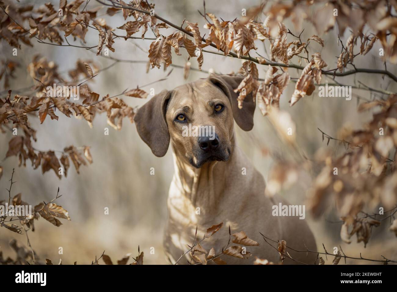 Rhodesian Ridgeback portrait Stock Photo - Alamy
