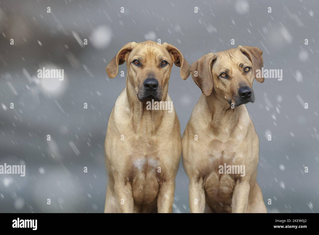 sitting Rhodesian Ridgebacks Stock Photo - Alamy
