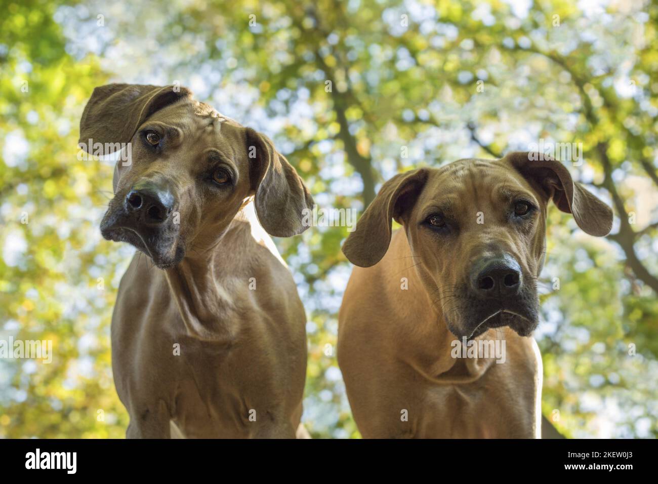 Rhodesian Ridgebacks portrait Stock Photo - Alamy