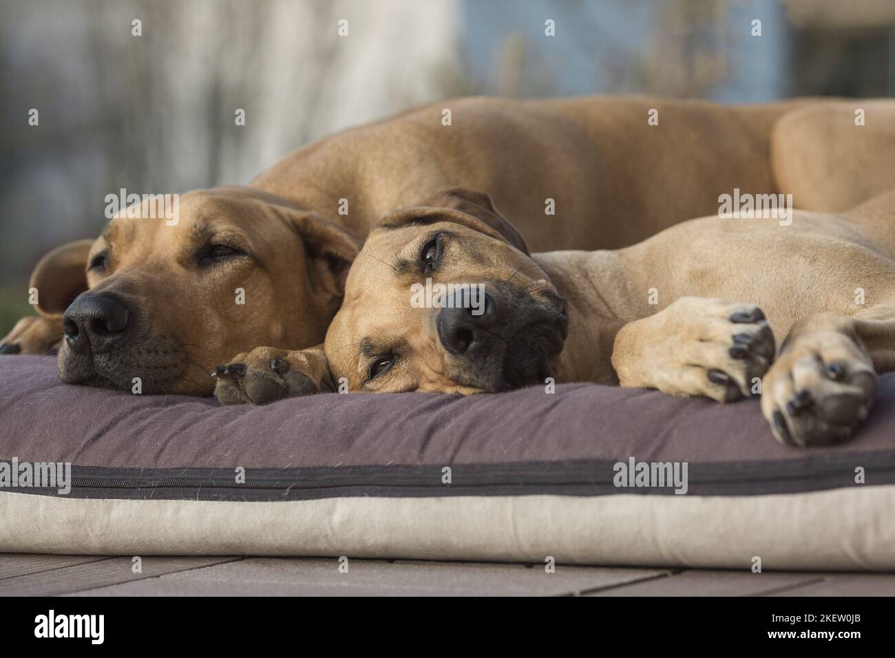 lying Rhodesian Ridgebacks Stock Photo - Alamy