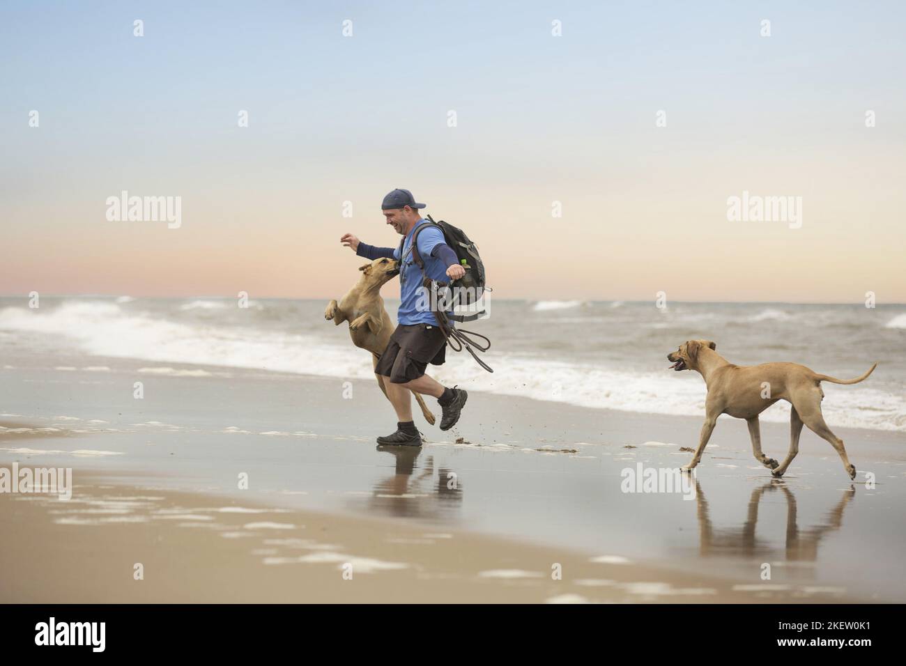 Rhodesian Ridgebacks with man Stock Photo - Alamy