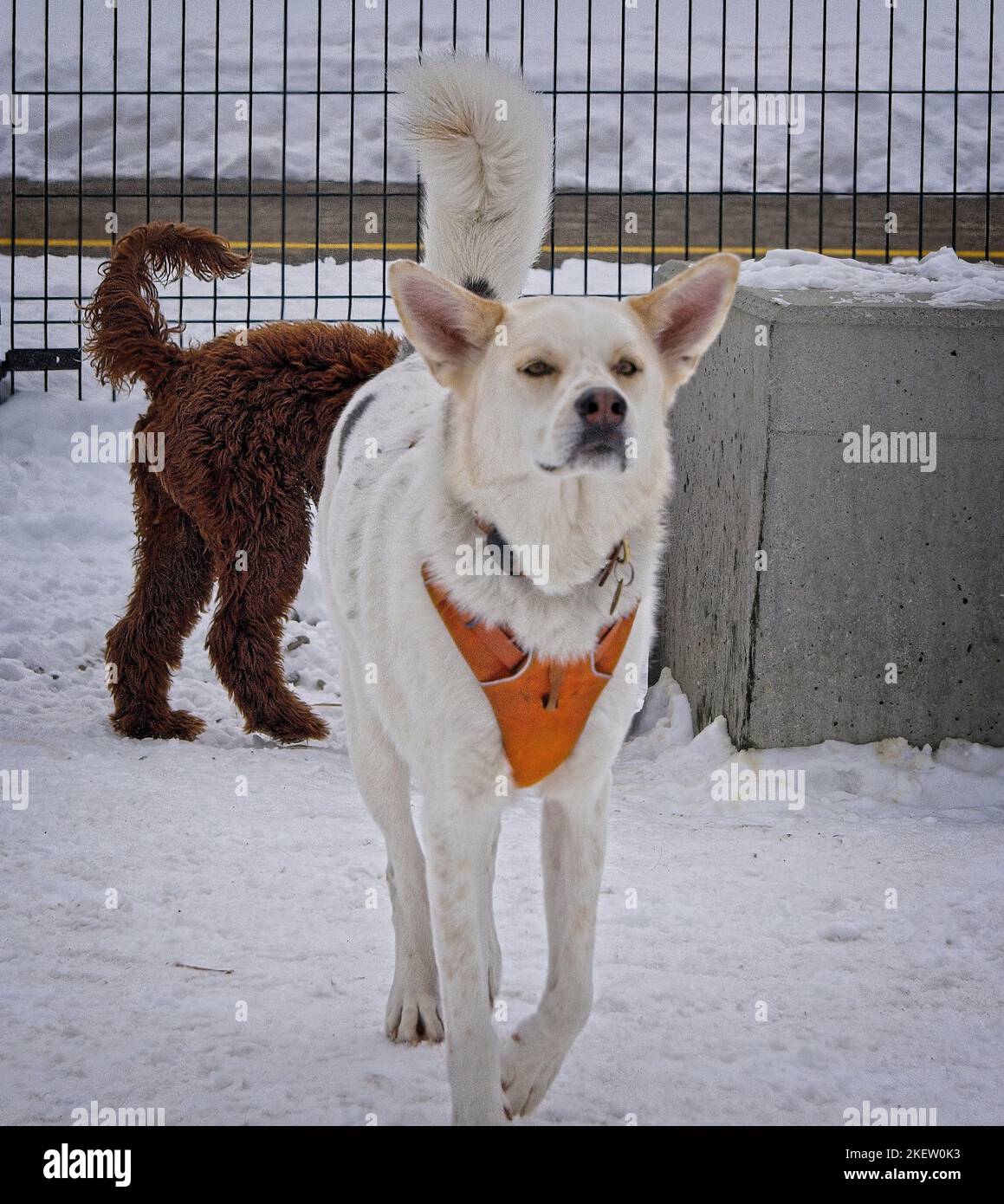 University dog park hi-res stock photography and images - Alamy
