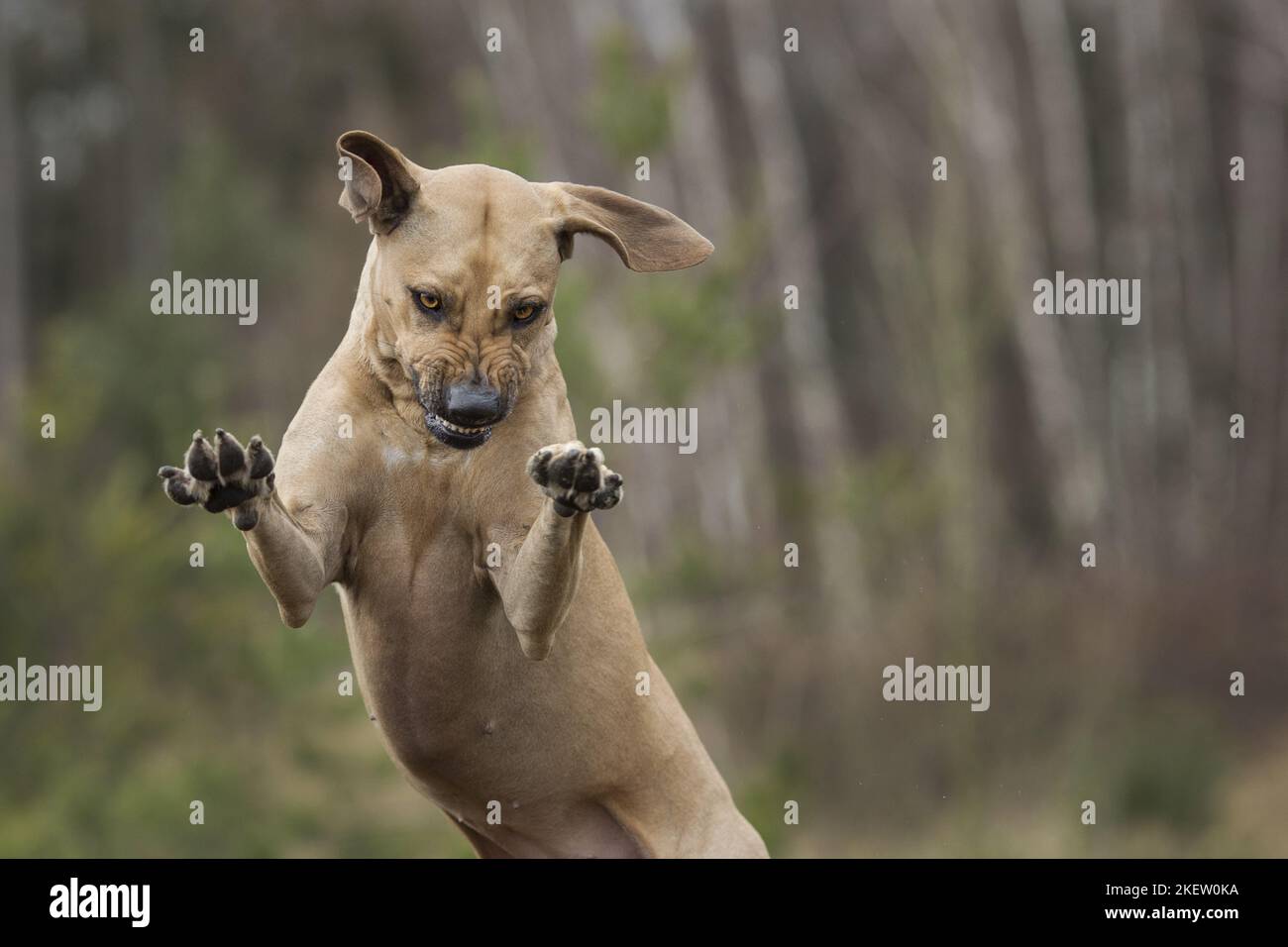 Rhodesian ridgeback teeth hi-res stock photography and images - Alamy