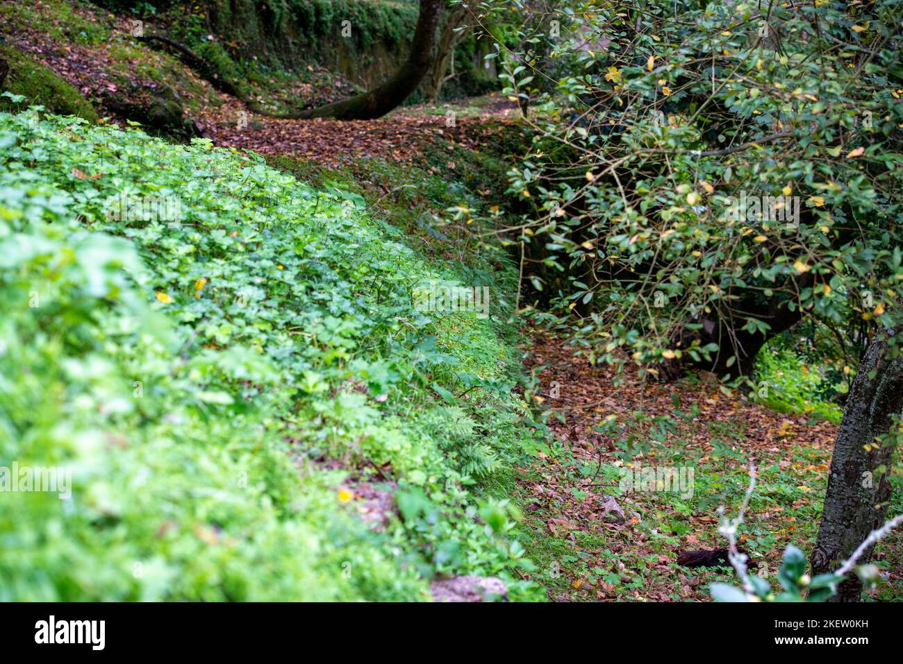Environmental soft hi-res stock photography and images - Alamy