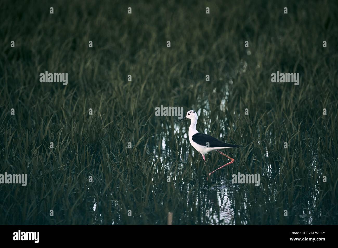 funny little bird with long narrow legs walking quietly on the water of ...