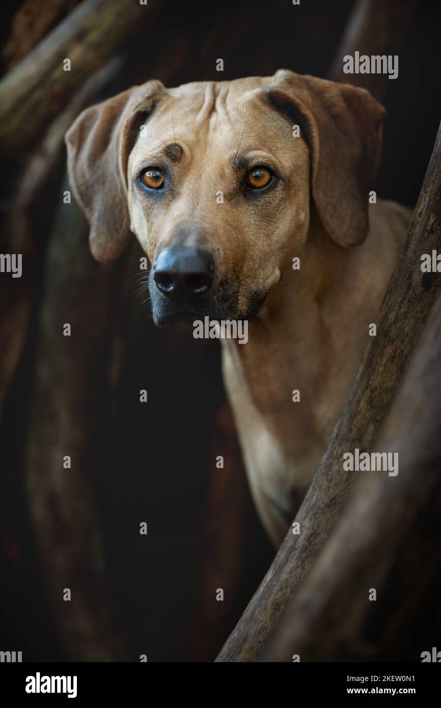 Rhodesian Ridgeback portrait Stock Photo - Alamy