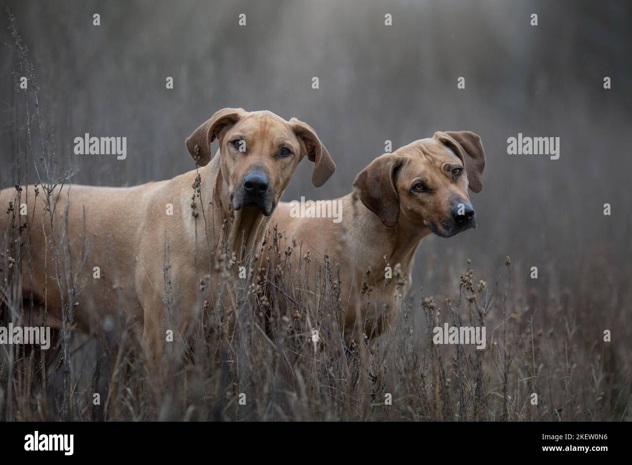 standing Rhodesian Ridgeback Stock Photo - Alamy