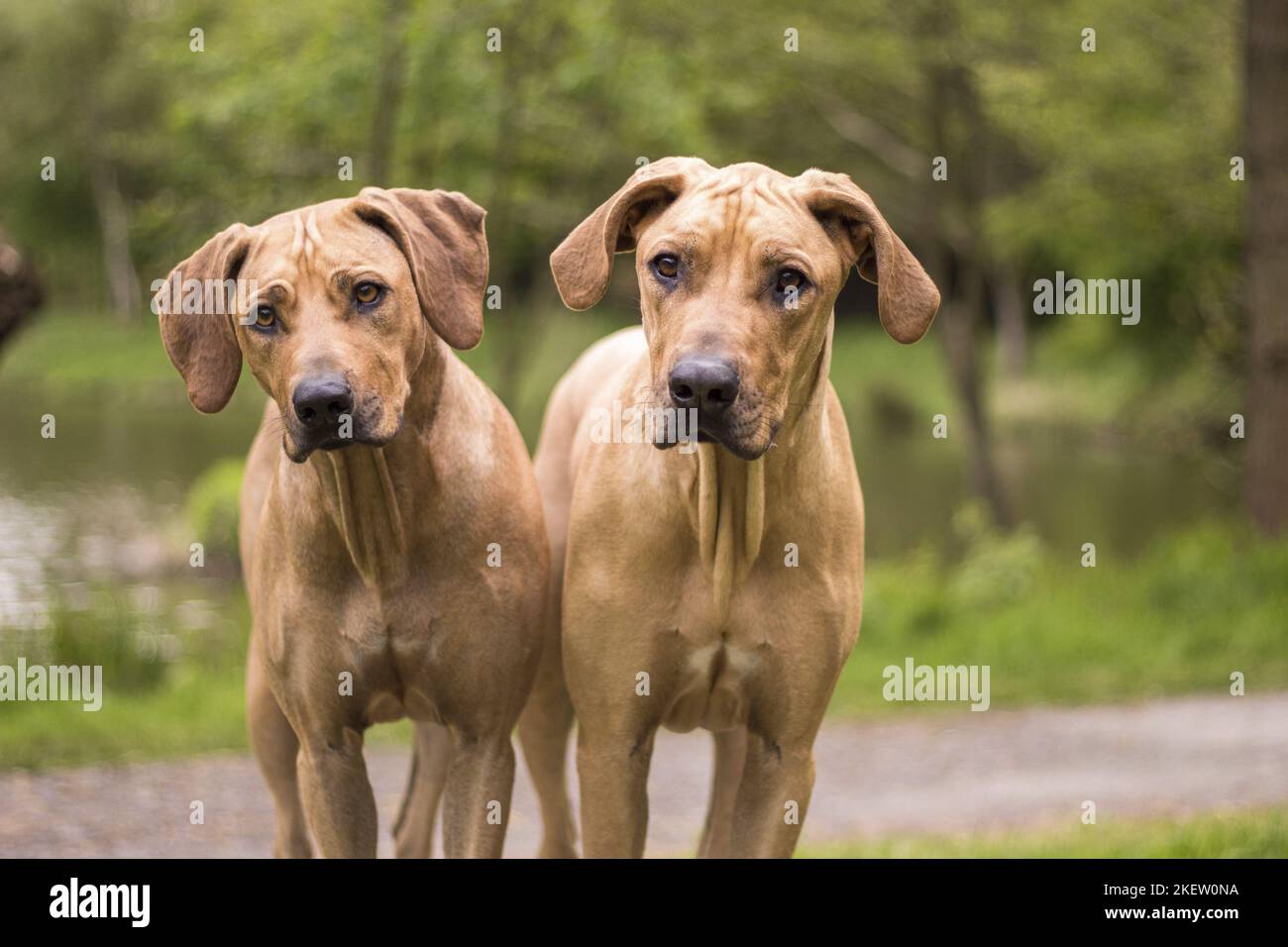 standing Rhodesian Ridgebacks Stock Photo - Alamy