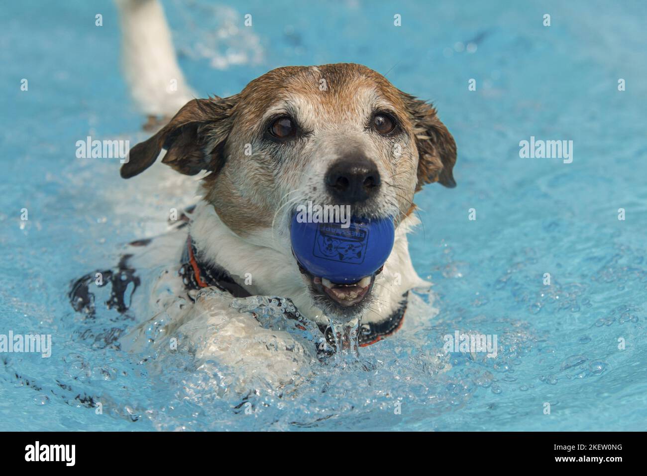 swimming Jack Russell Terrier Stock Photo - Alamy