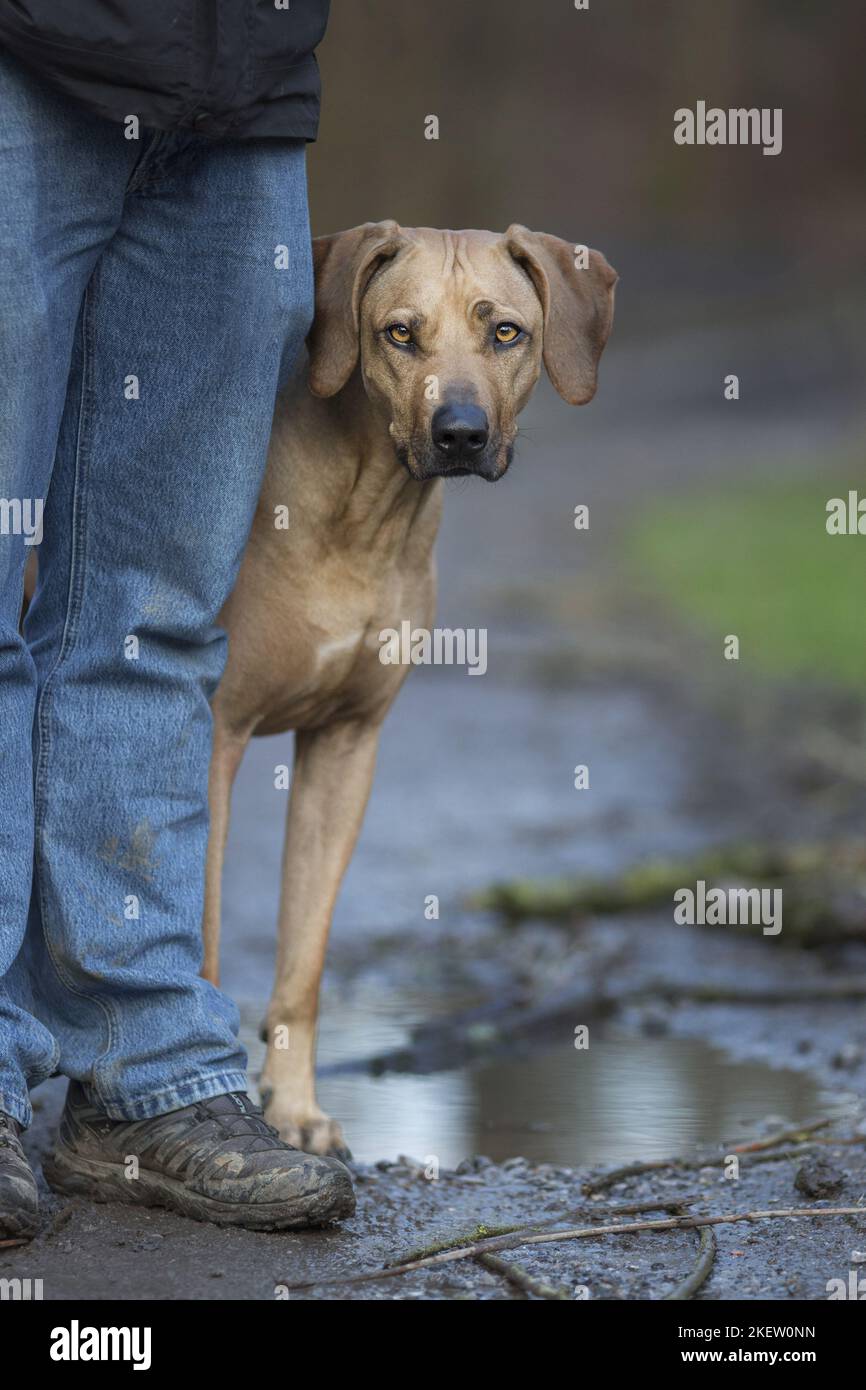 Rhodesian Ridgeback with man Stock Photo - Alamy
