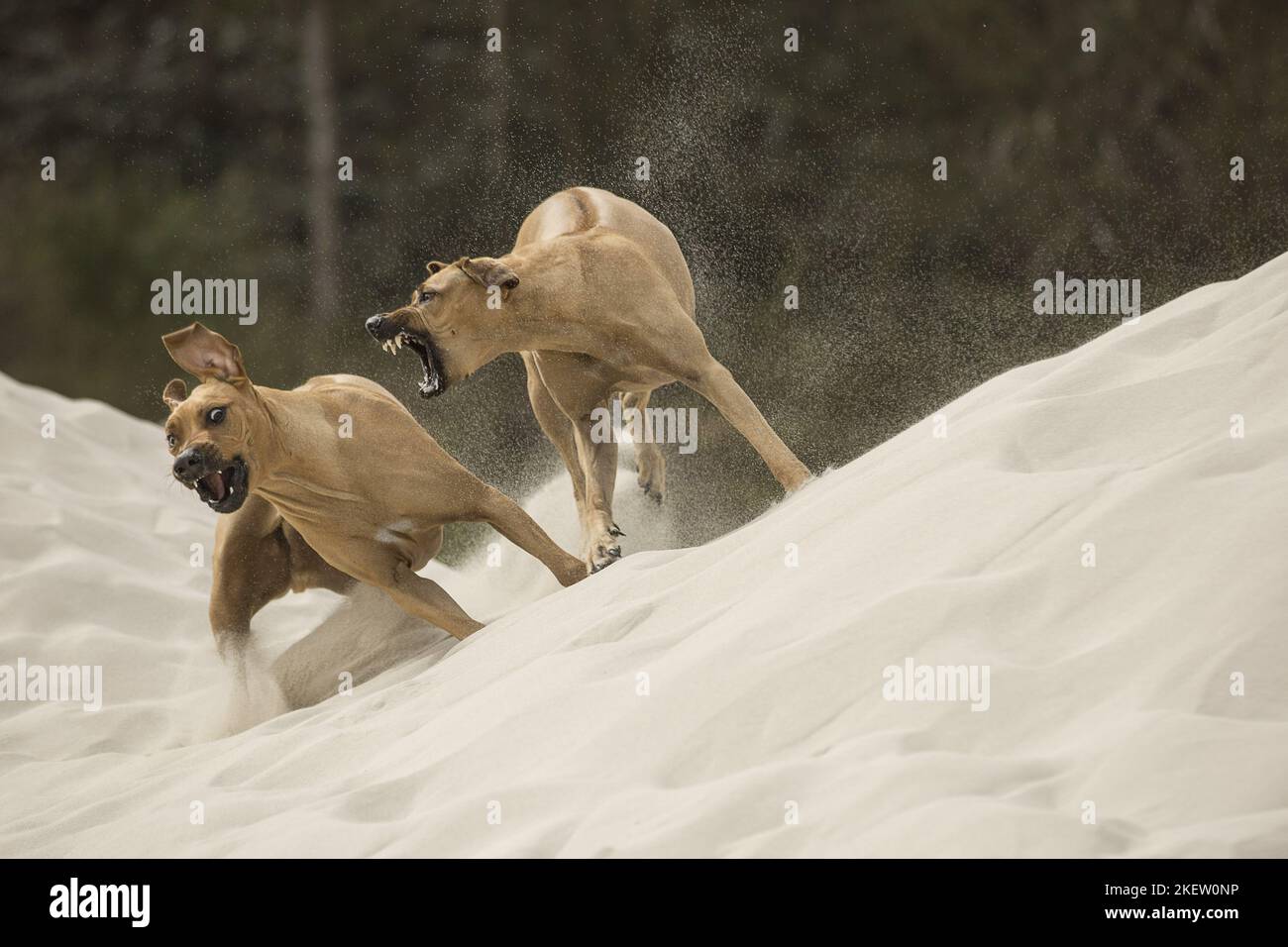 playing Rhodesian Ridgebacks Stock Photo - Alamy