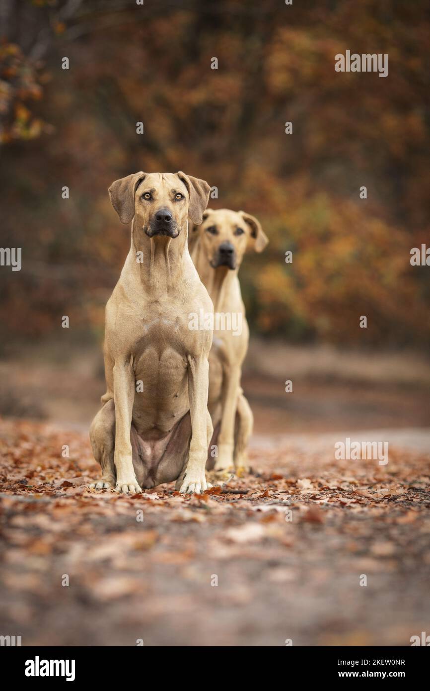 sitting Rhodesian Ridgebacks Stock Photo - Alamy