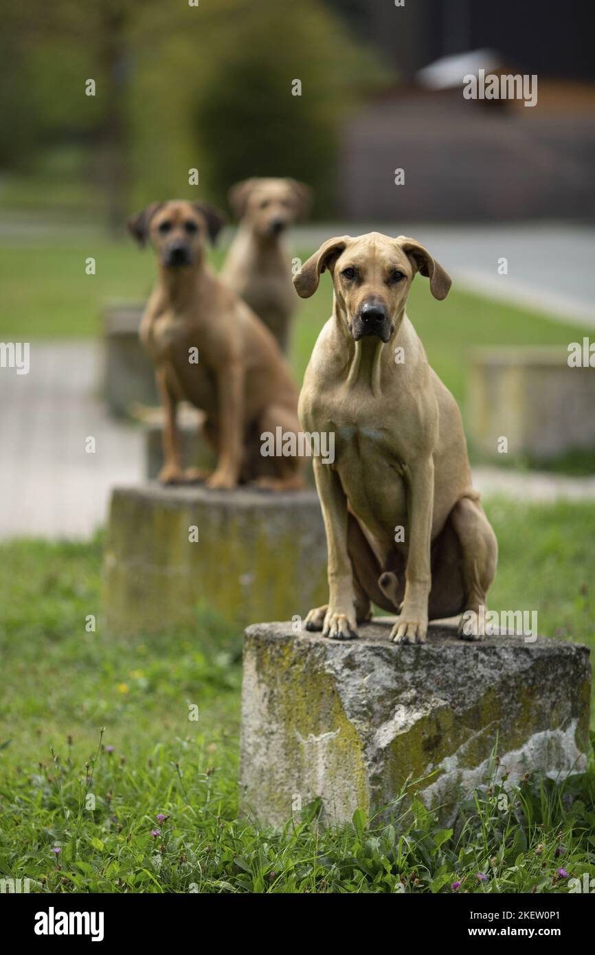 sitting Rhodesian Ridgebacks Stock Photo - Alamy