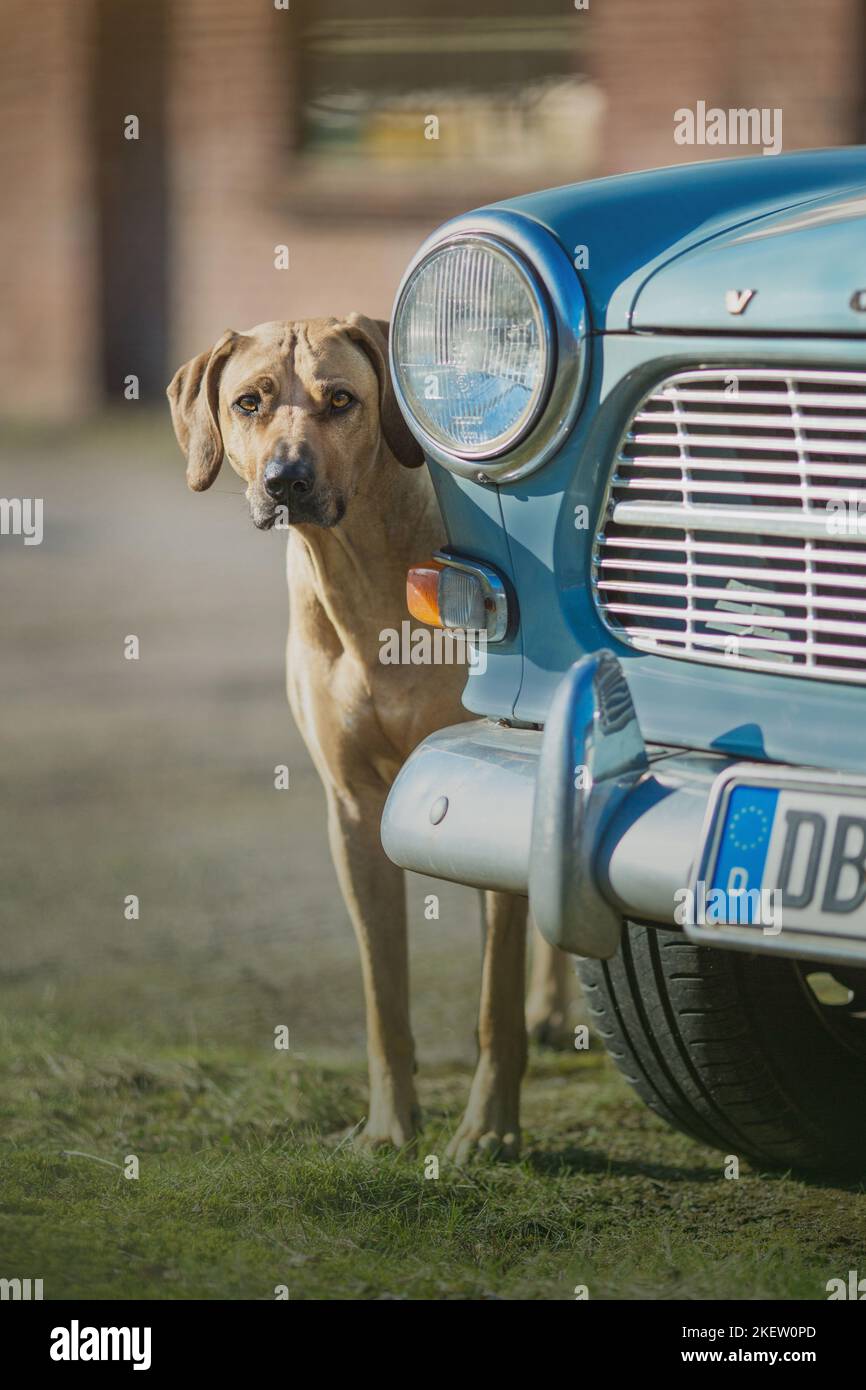 standing Rhodesian Ridgeback Stock Photo - Alamy