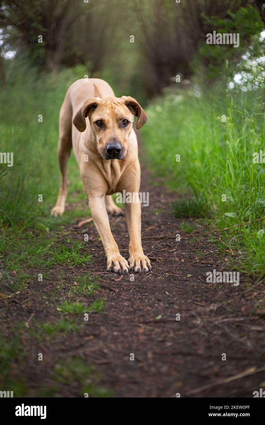 standing Rhodesian Ridgeback Stock Photo - Alamy