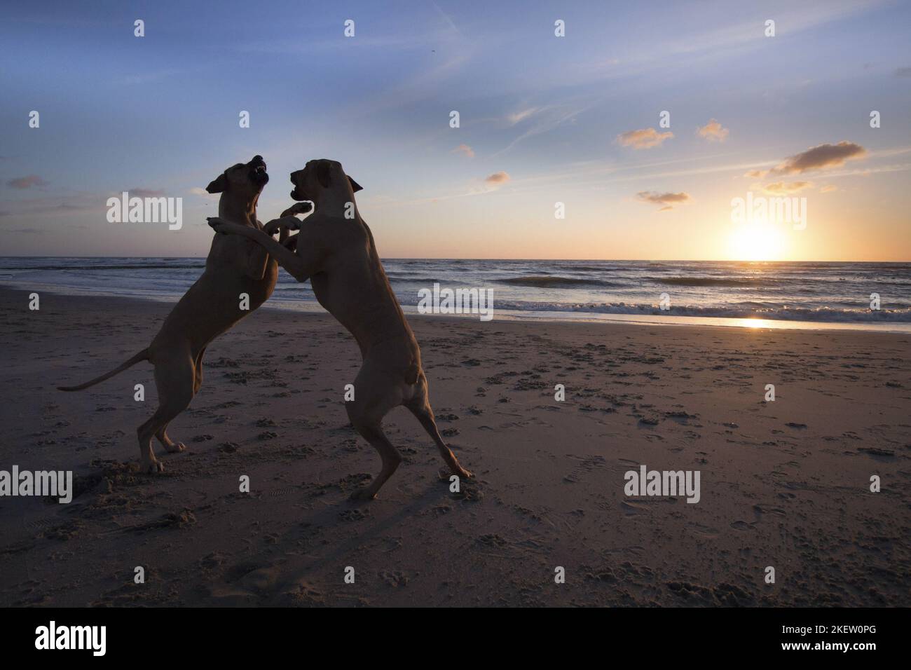playing Rhodesian Ridgebacks Stock Photo - Alamy