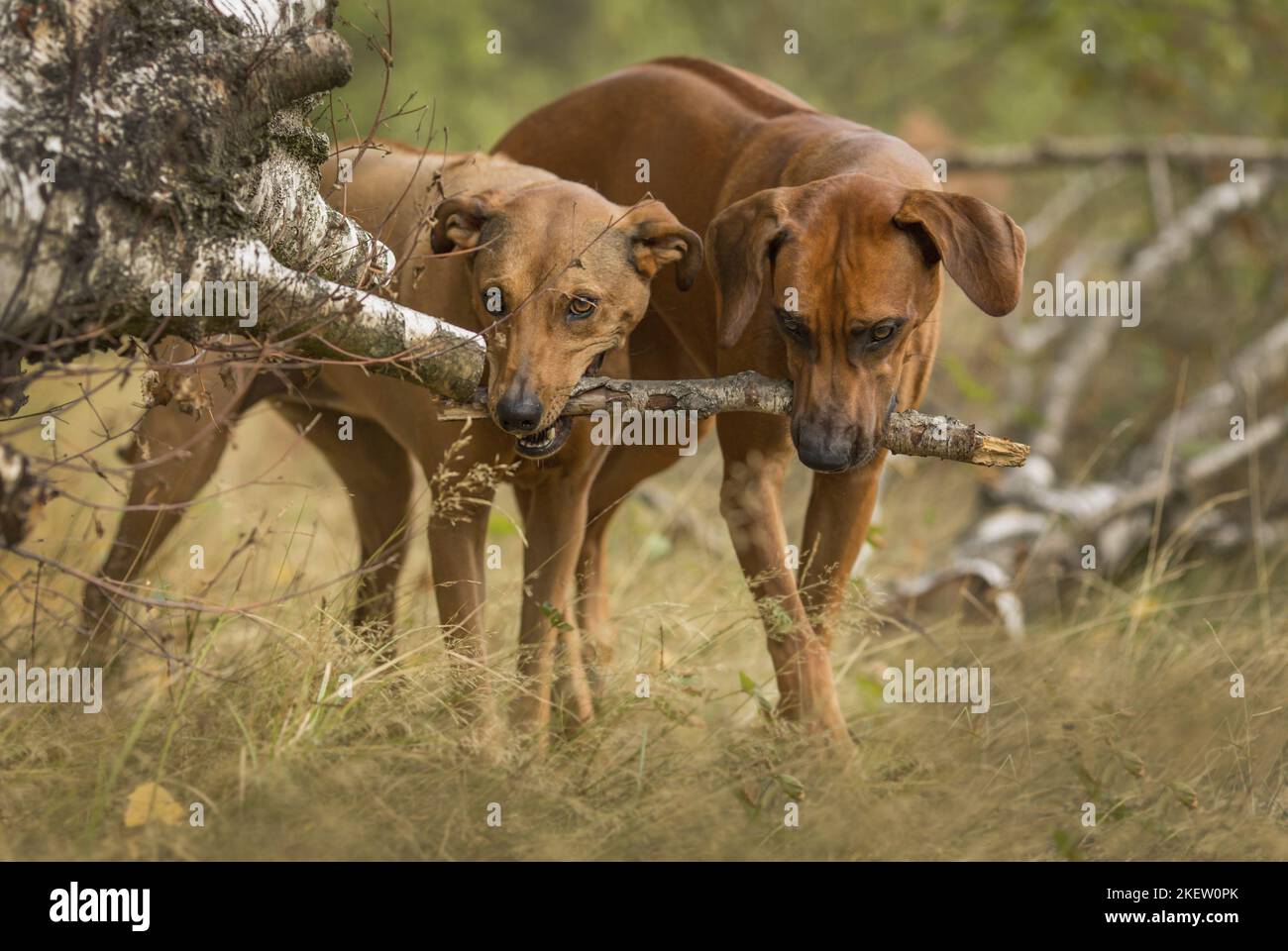 2 Rhodesian Ridgebacks Stock Photo - Alamy