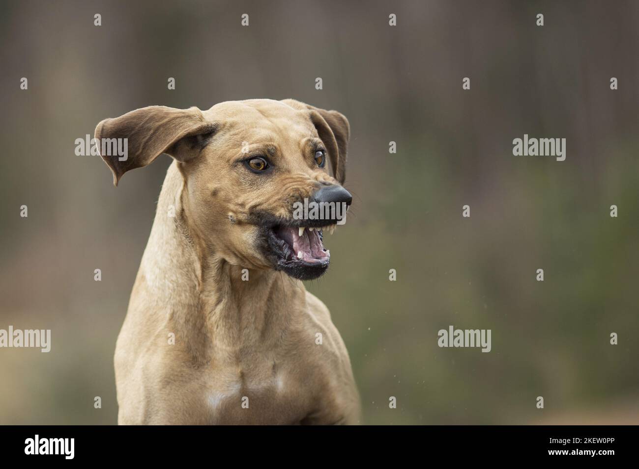 Rhodesian ridgeback teeth hi-res stock photography and images - Alamy