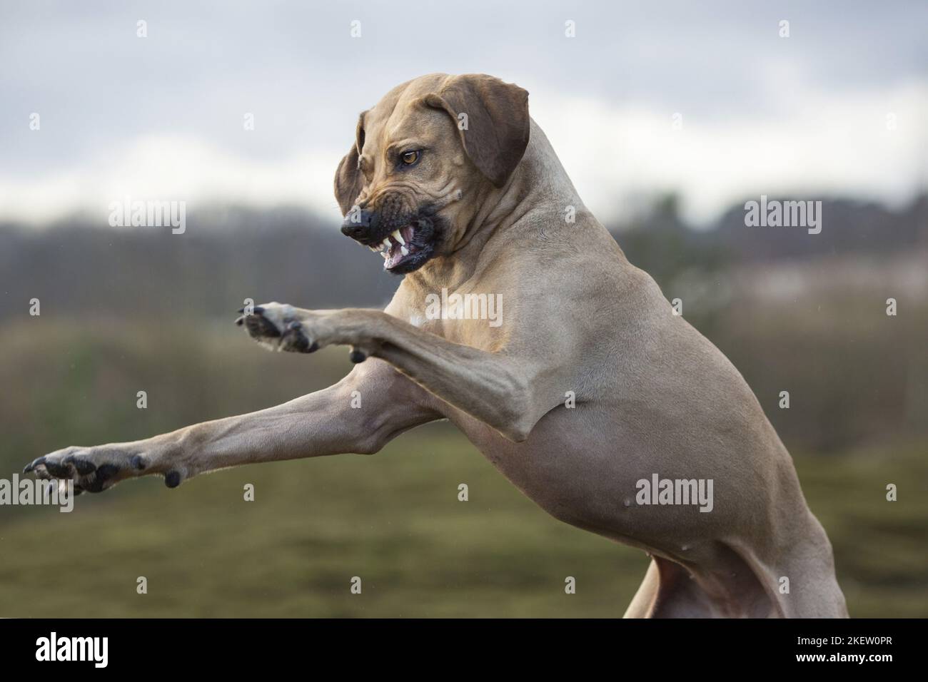 Angry dog barking side view hi-res stock photography and images - Alamy
