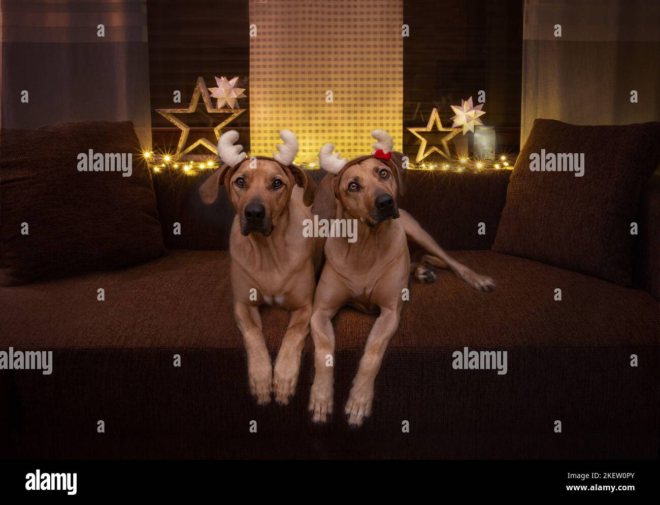 Rhodesian Ridgebacks at christmas Stock Photo - Alamy