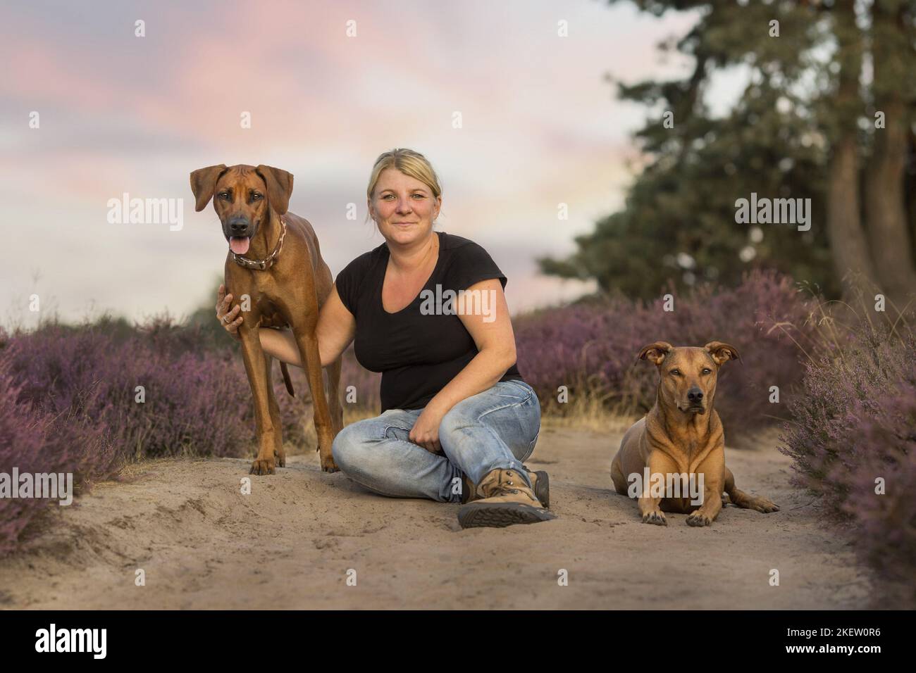 woman with Rhodesian Ridgebacks Stock Photo - Alamy