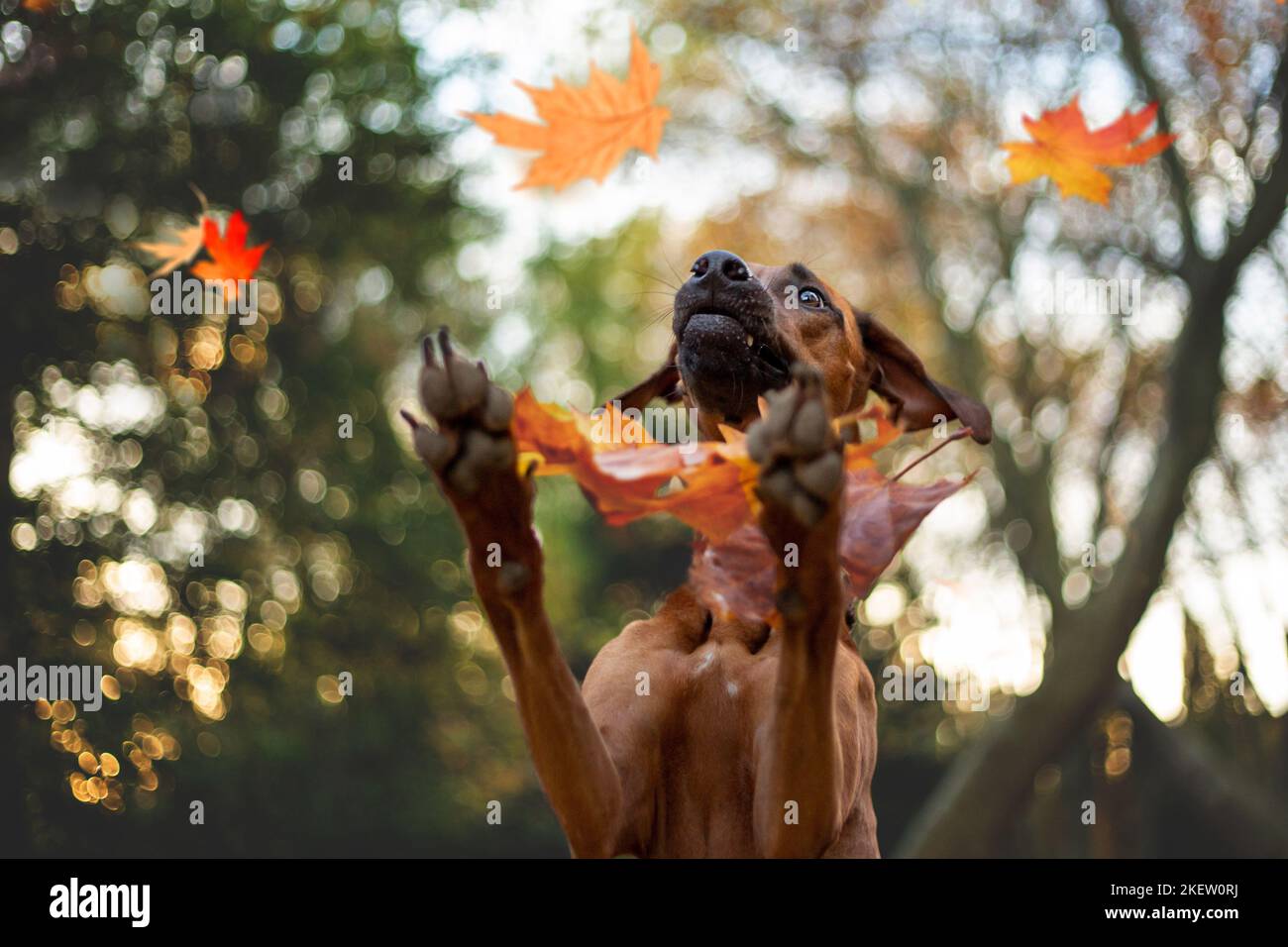 playing Rhodesian Ridgeback Stock Photo - Alamy