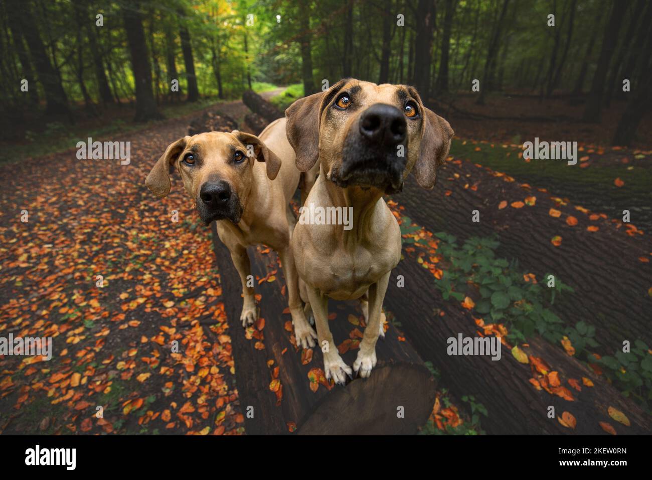 2 Rhodesian Ridgebacks Stock Photo - Alamy