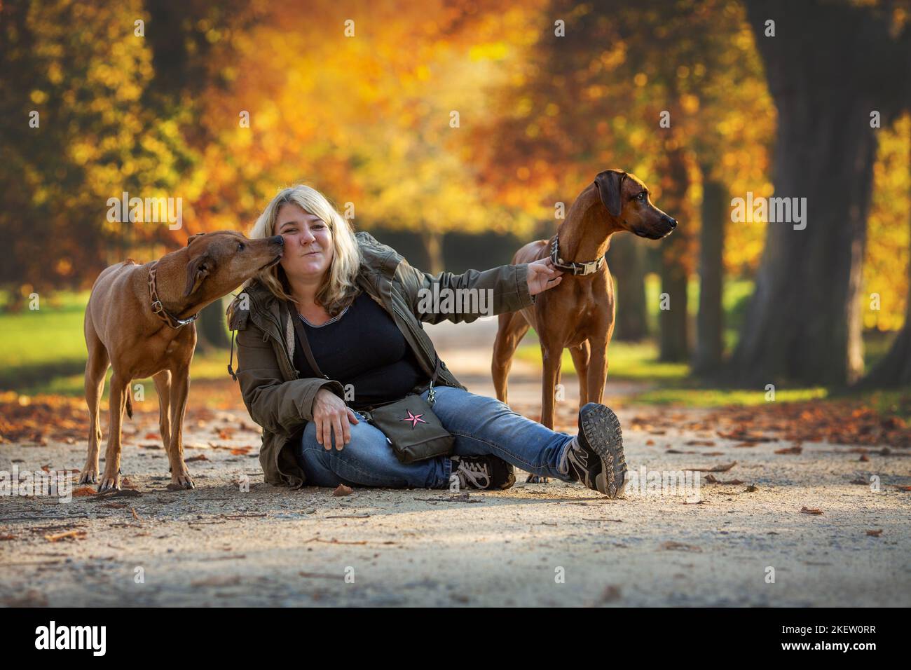 2 Rhodesian Ridgebacks Stock Photo - Alamy