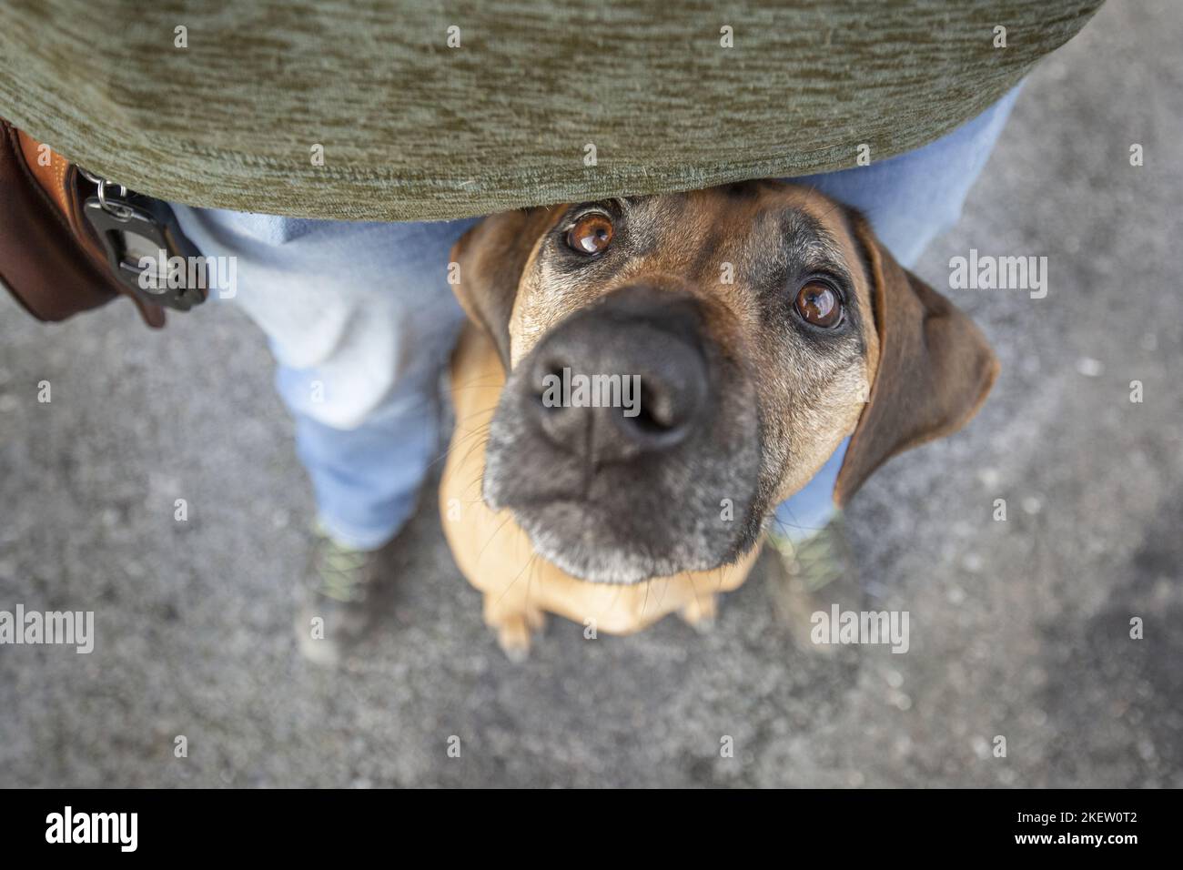 human with Rhodesian Ridgeback Stock Photo - Alamy