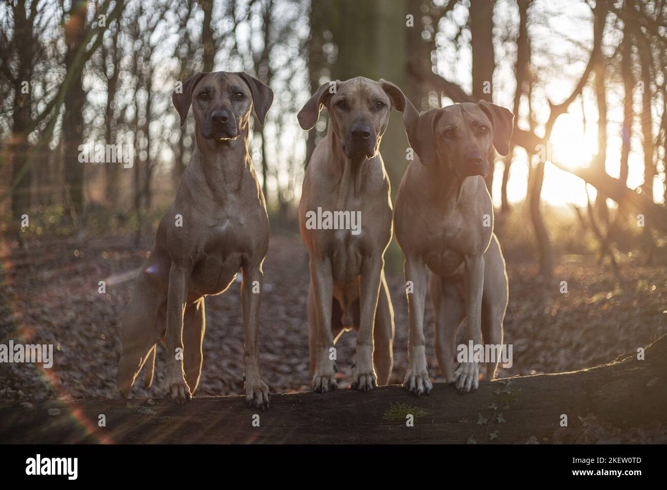 standing Rhodesian Ridgeback Stock Photo - Alamy