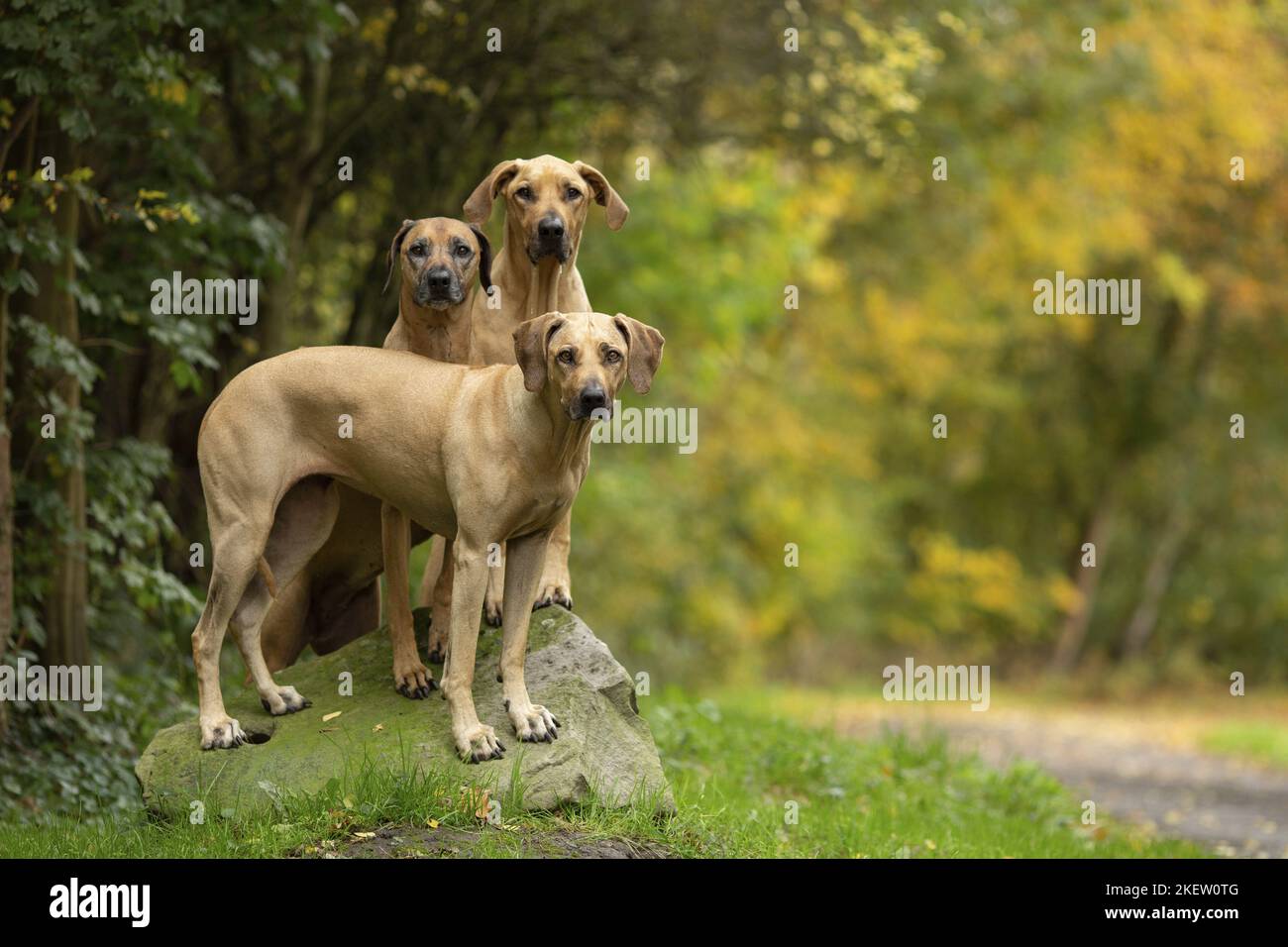 3 Rhodesian Ridgebacks Stock Photo - Alamy
