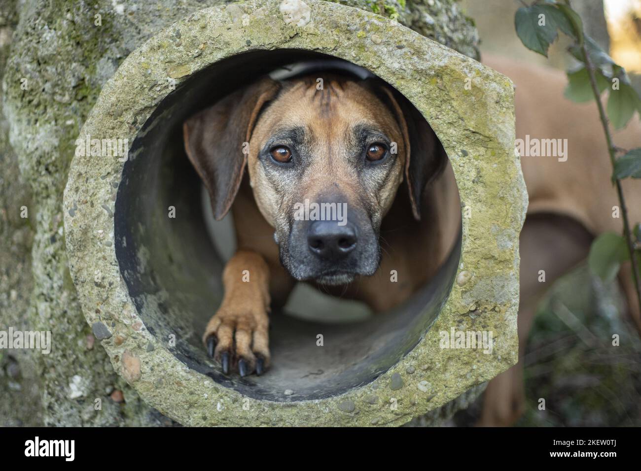standing Rhodesian Ridgeback Stock Photo - Alamy