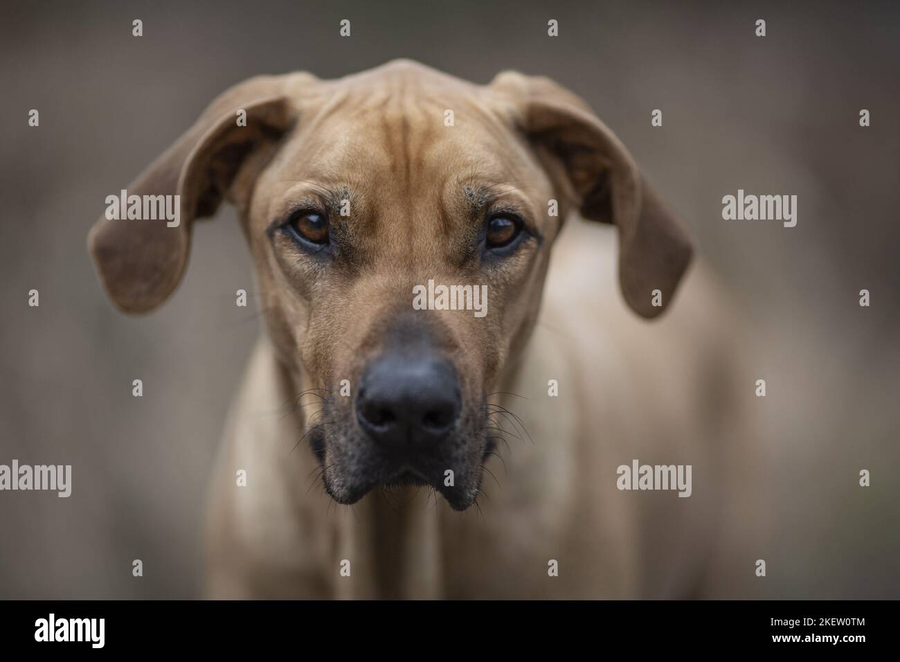Rhodesian Ridgeback portrait Stock Photo - Alamy