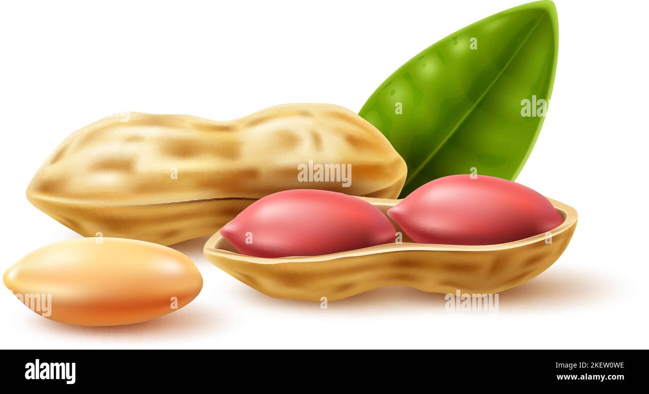 Groundnut leaf Stock Vector Images - Alamy