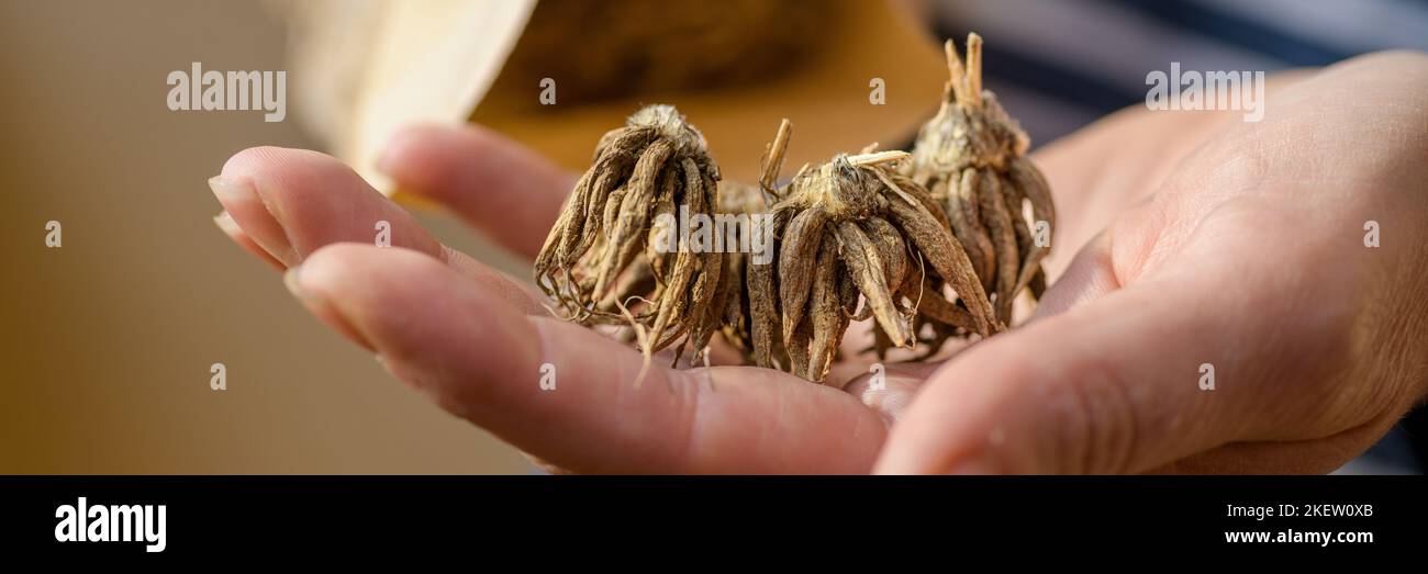 Woman holding dry and dormant ranunculus flower claw like corms in her ...