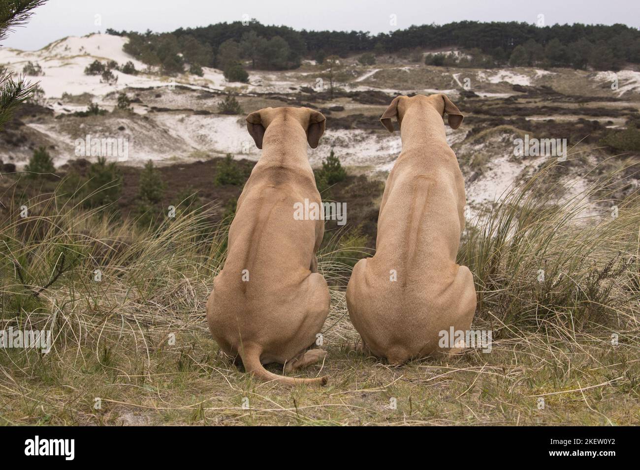 2 Rhodesian Ridgebacks Stock Photo - Alamy