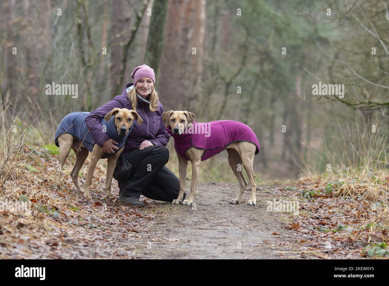 woman and 2 Rhodesian Ridgebacks Stock Photo - Alamy