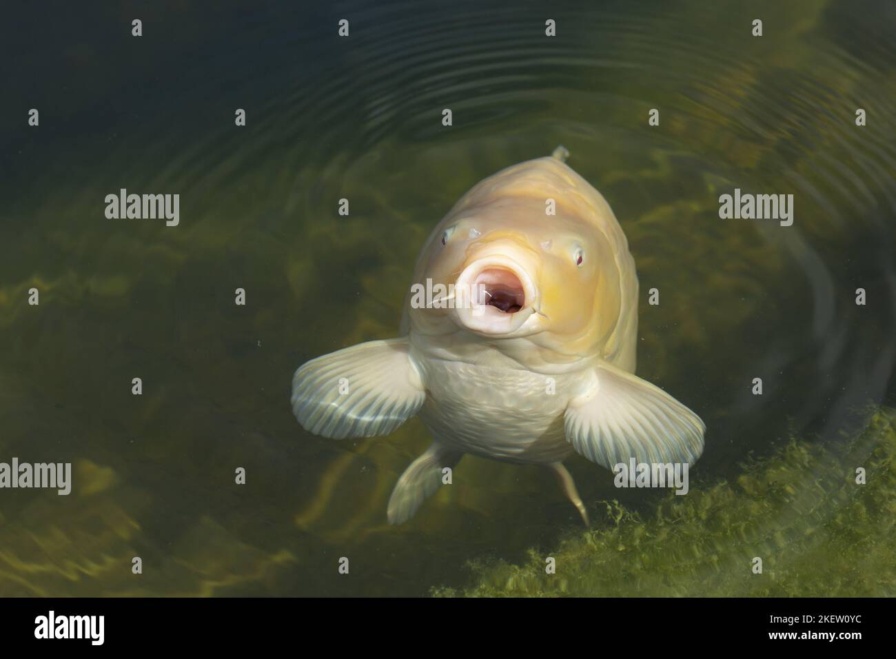 Koi carp fish swims hi-res stock photography and images - Alamy