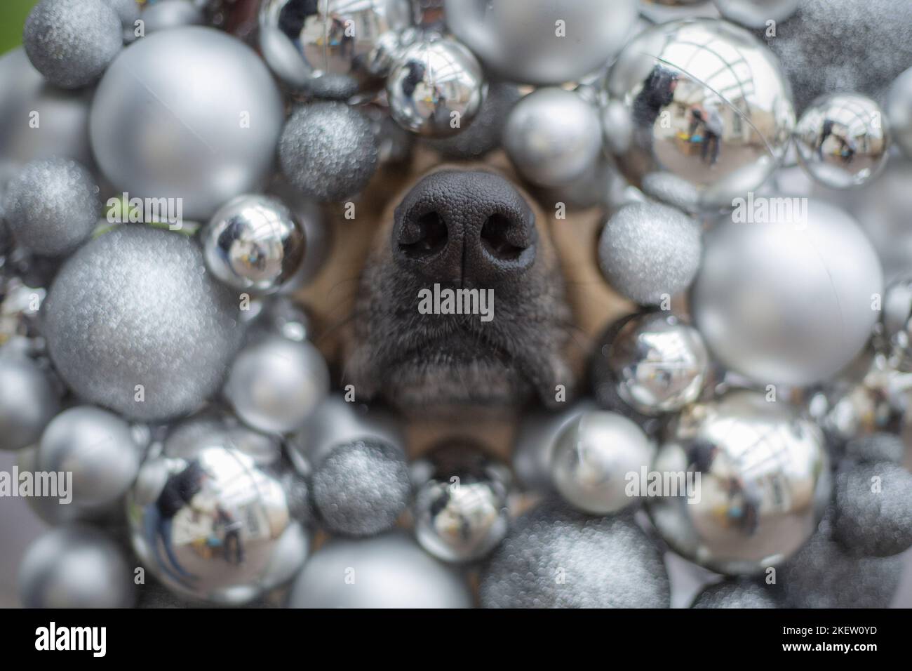 Rhodesian ridgeback nose hi-res stock photography and images - Alamy