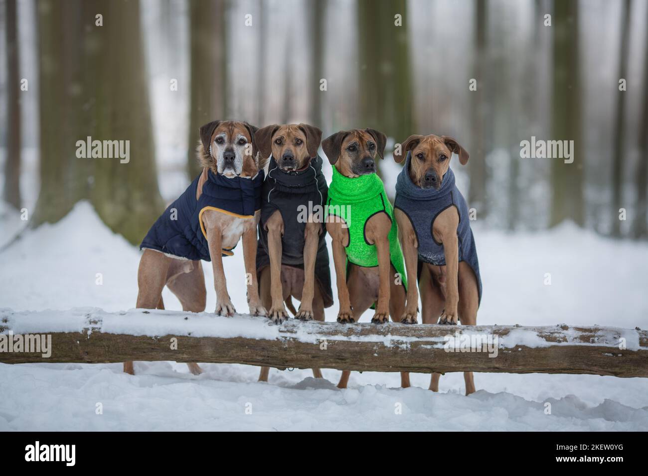 4 Rhodesian Ridgebacks Stock Photo - Alamy