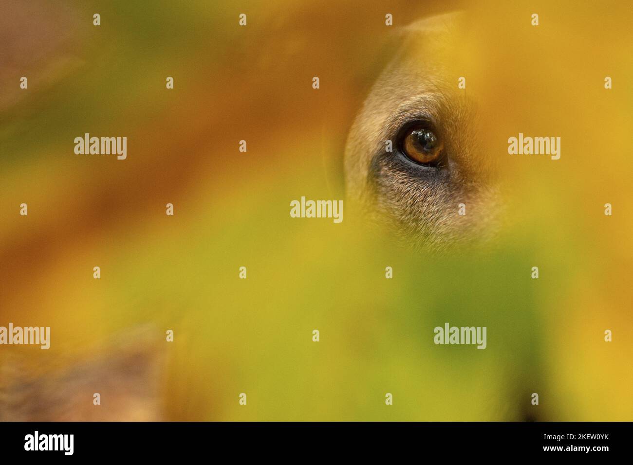 Rhodesian ridgeback eyes hi-res stock photography and images - Alamy