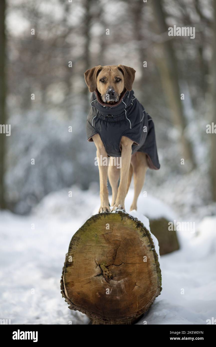 Big trees wearing sweaters hi-res stock photography and images - Alamy