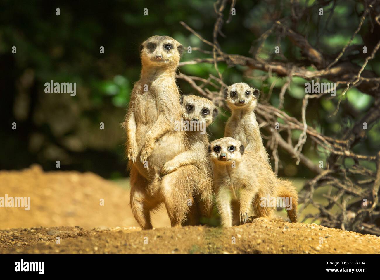 Baby meerkat behavior hi-res stock photography and images - Alamy