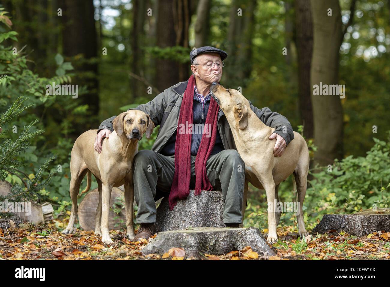 2 Rhodesian Ridgebacks Stock Photo - Alamy