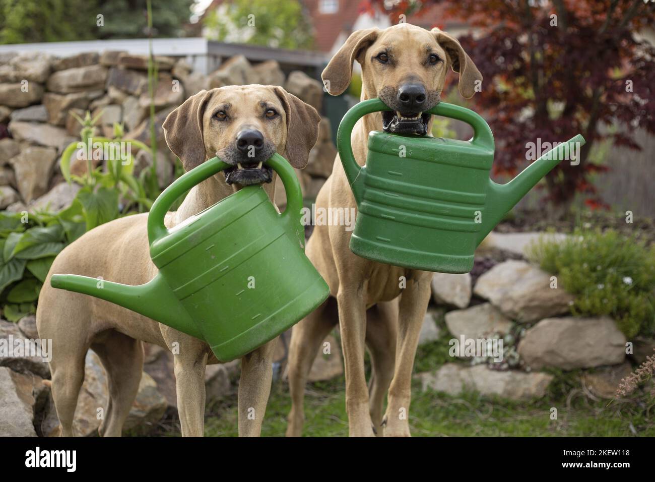 2 Rhodesian Ridgebacks Stock Photo - Alamy