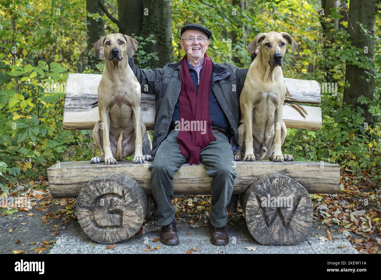 2 Rhodesian Ridgebacks Stock Photo - Alamy